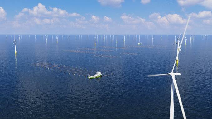 Dutch Project to Grow Seaweed in Offshore Wind Farms Gets $1.6M from Amazon